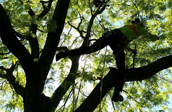 Why Do Trees Need Pruning? | Maple Hill Tree Services