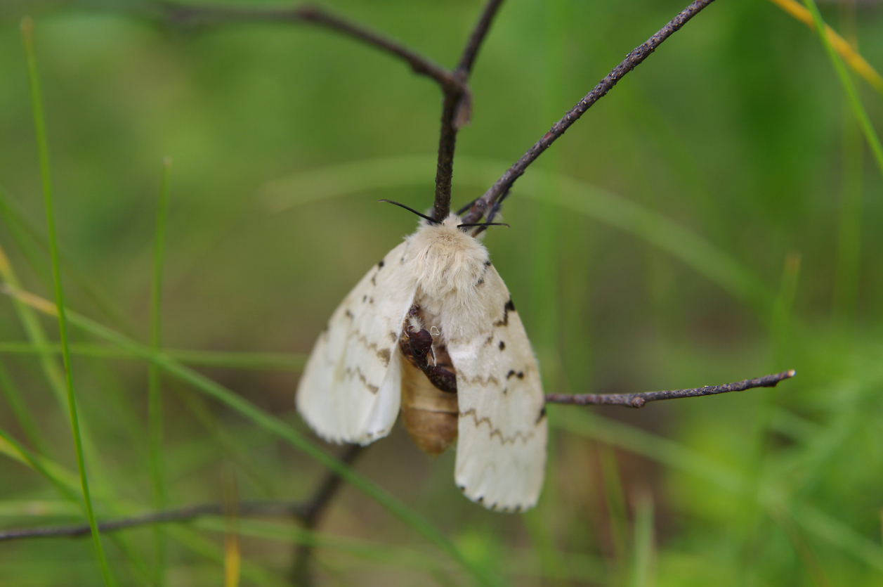 Ask an Arborist: Why Do I Have White Moths All Over My Trees?