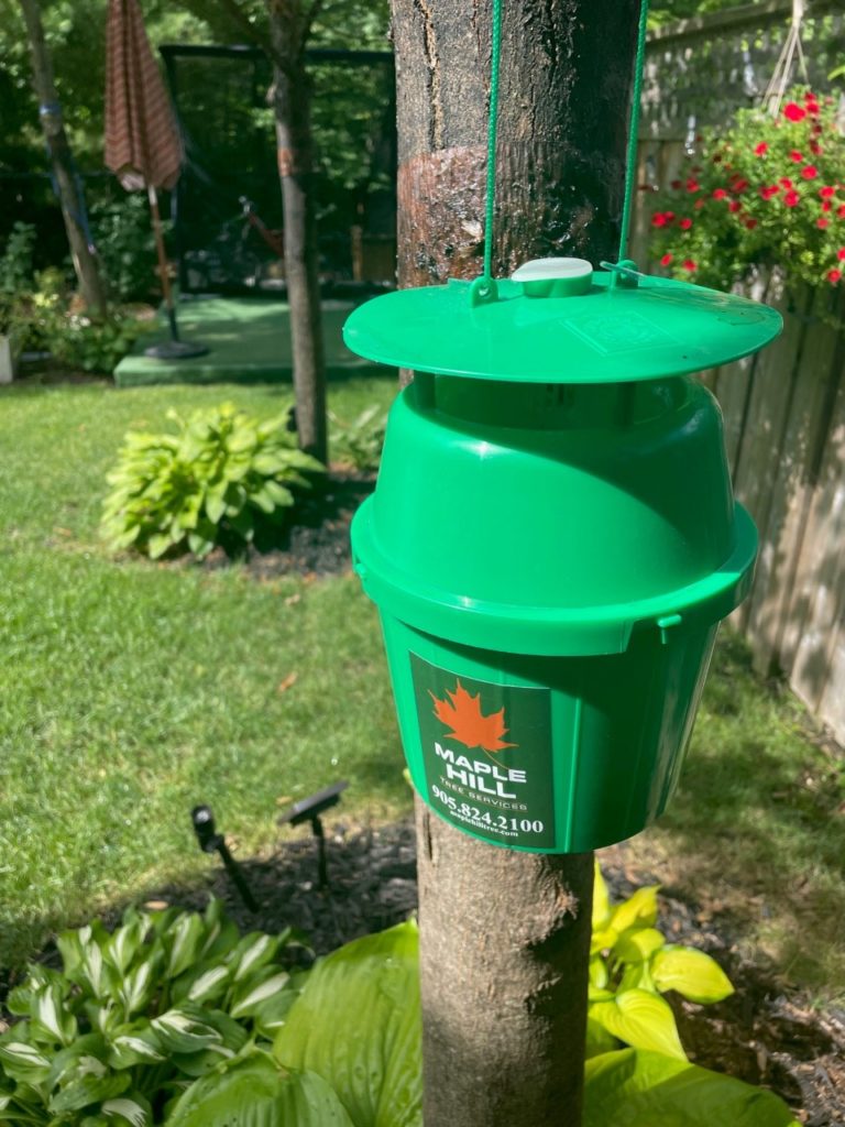 Ask an Arborist: Why Do I Have White Moths All Over My Trees?