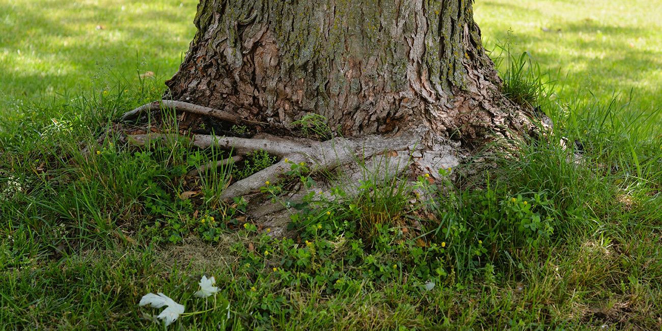 Girdling Roots: The Hidden Threat to Your Trees (And What You Can Do ...